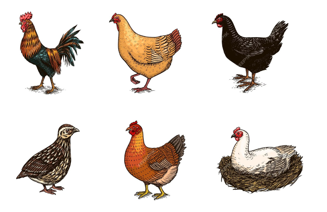 A Comparison of Fowl at Sugar Feather Farm – Emily Herr
