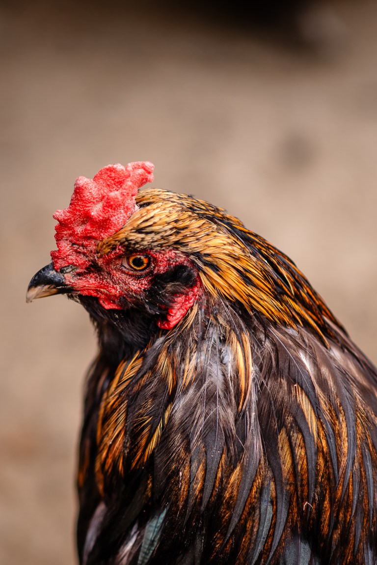 Favaucana Chickens: The “Goldendoodles of the Chicken World” – Emily Herr