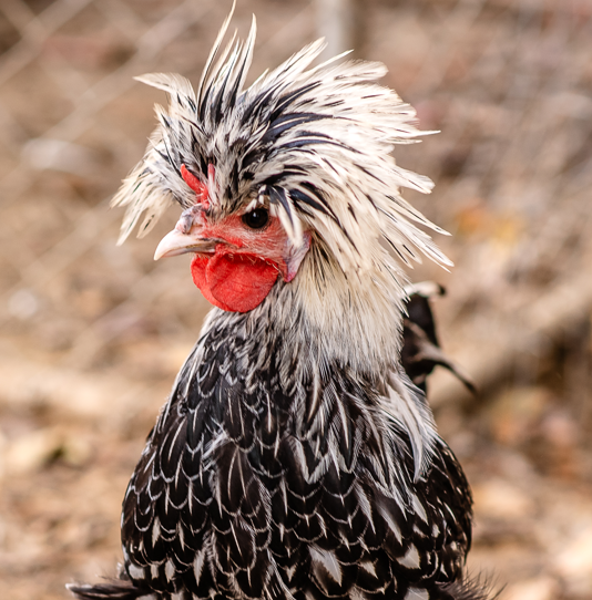 Feathered Royalty: Discover the Enchanting Polish Chickens at Sugar Feather Farm – Emily Herr