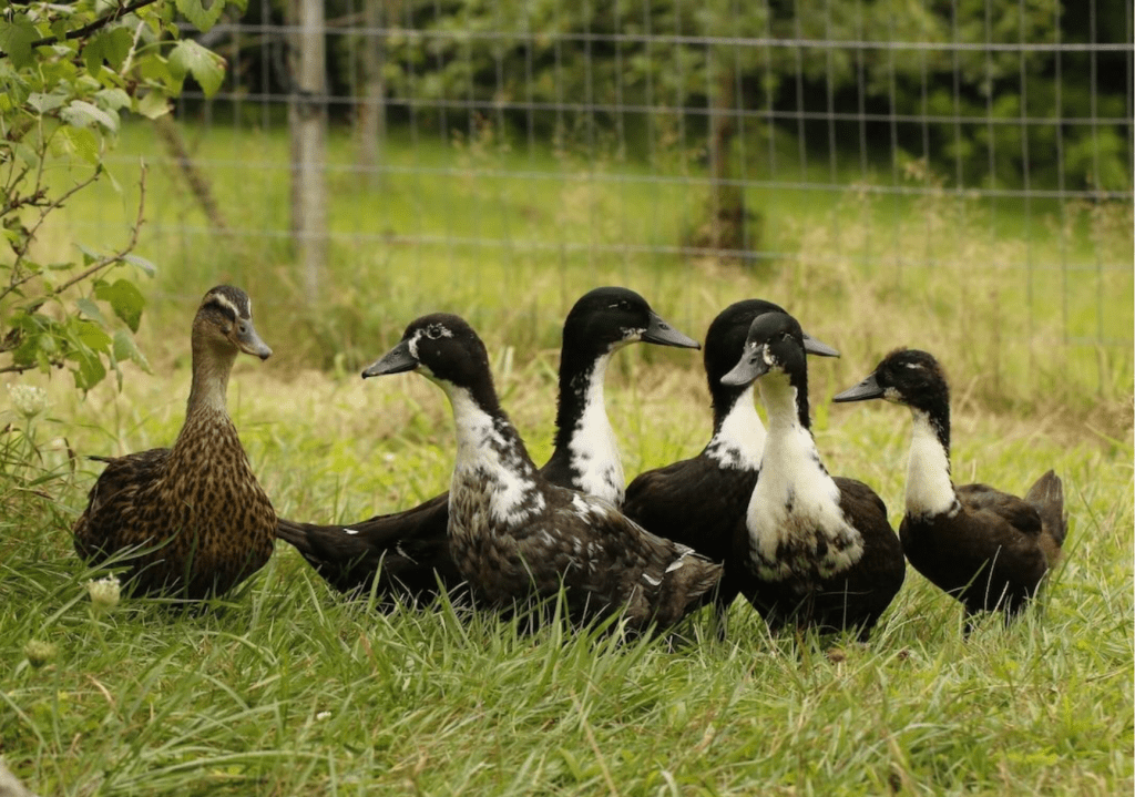 The Enchanting Bantam Silkie Duck: A Fluffy Rarity